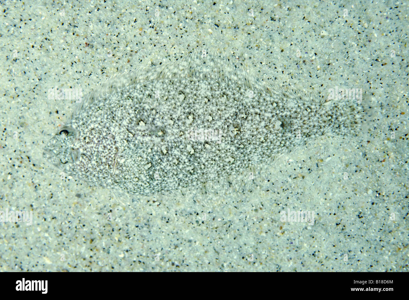 Usa spec hi-res stock photography and images - Alamy