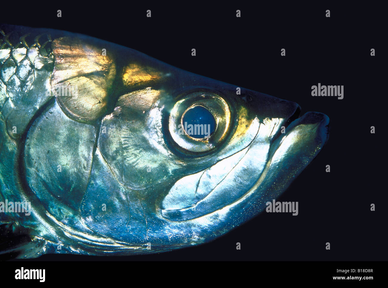 Tarpon Megalops atlanticus USA Stock Photo - Alamy