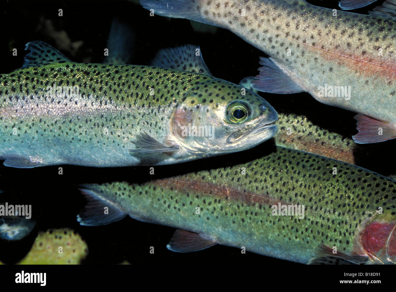 Steelhead Oncorhynchus Kiss My