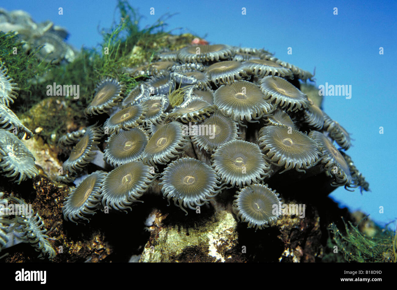 Zoantharia hi-res stock photography and images - Alamy