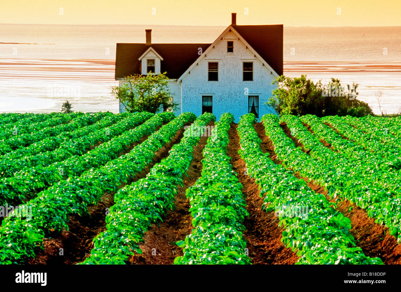 Potato field on farm desable hi-res stock photography and images - Alamy
