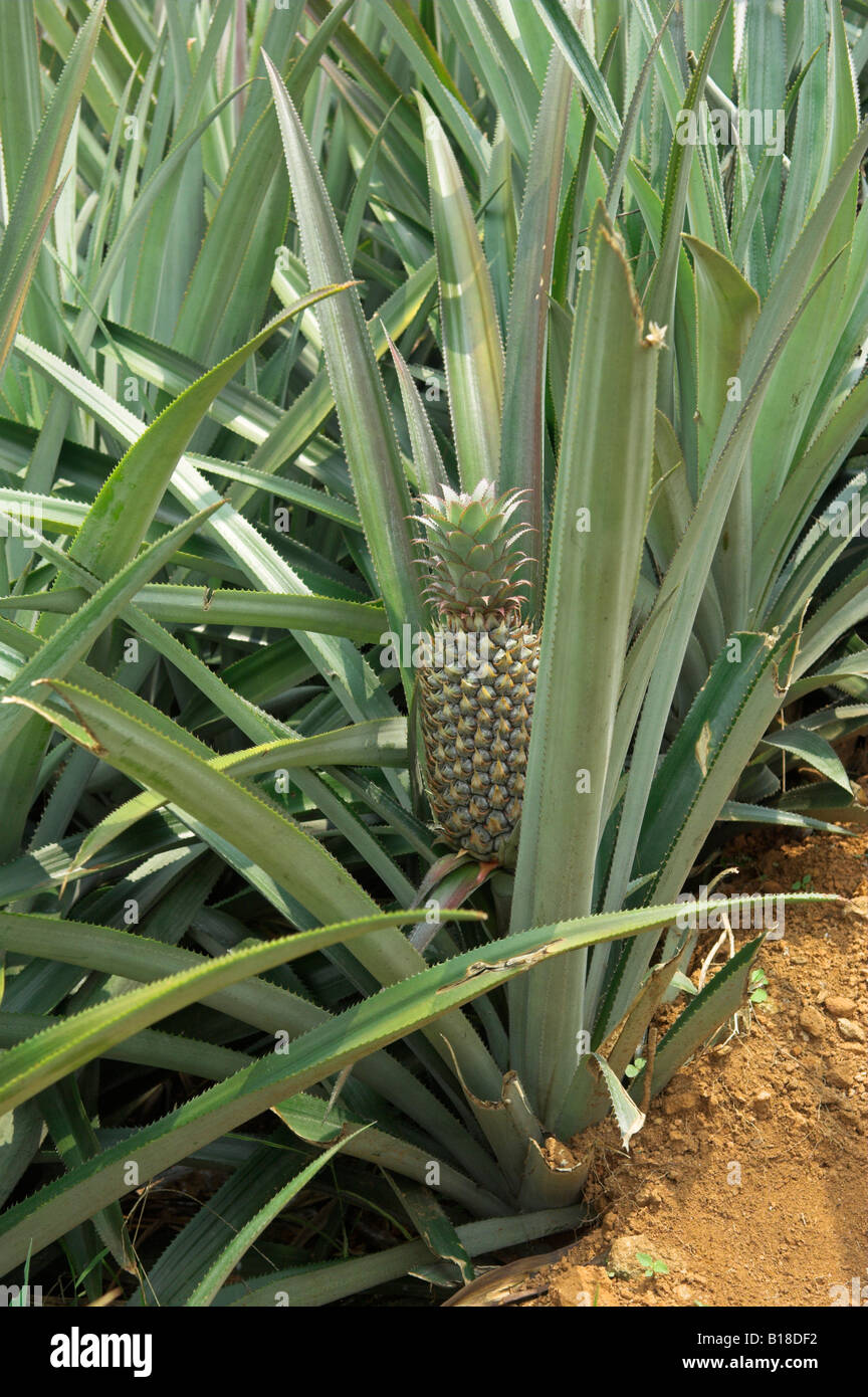 Pineapple Ananas comosus growing under cultivation Kerala India Stock ...