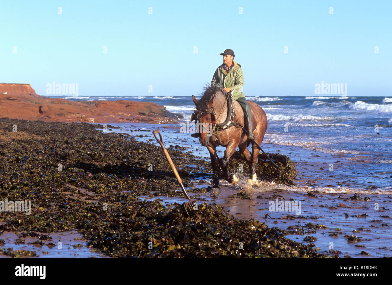Irish moss harvest hi-res stock photography and images - Alamy
