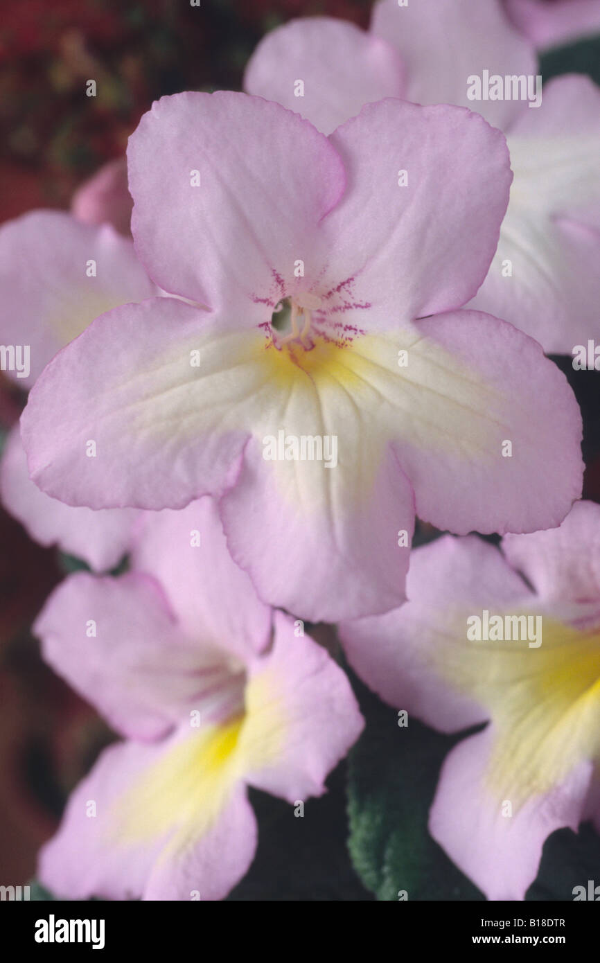 Streptocarpus 'Emily' (Cape primrose Stock Photo - Alamy