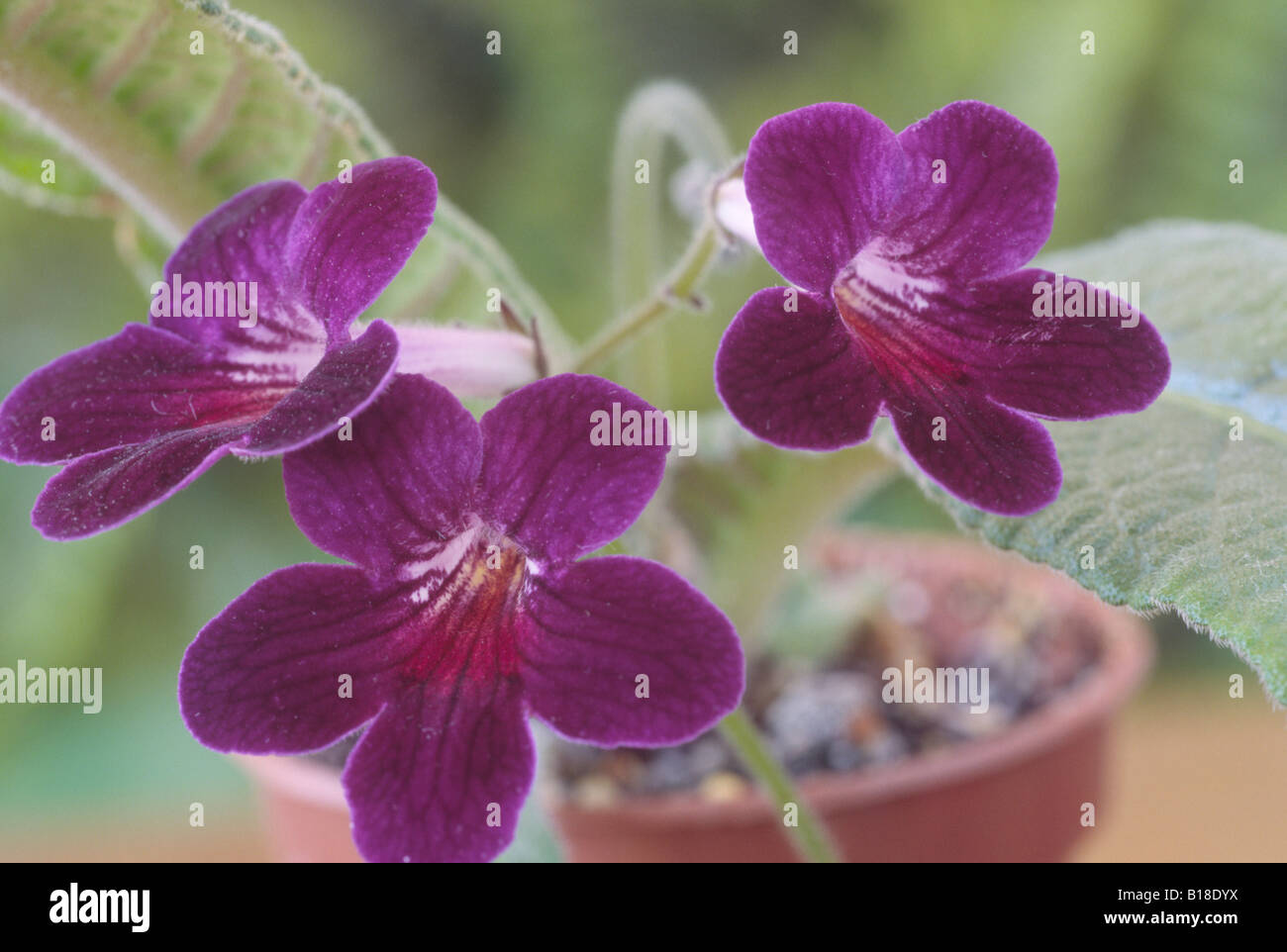Streptocarpus 'Iona' (Cape primrose Stock Photo - Alamy