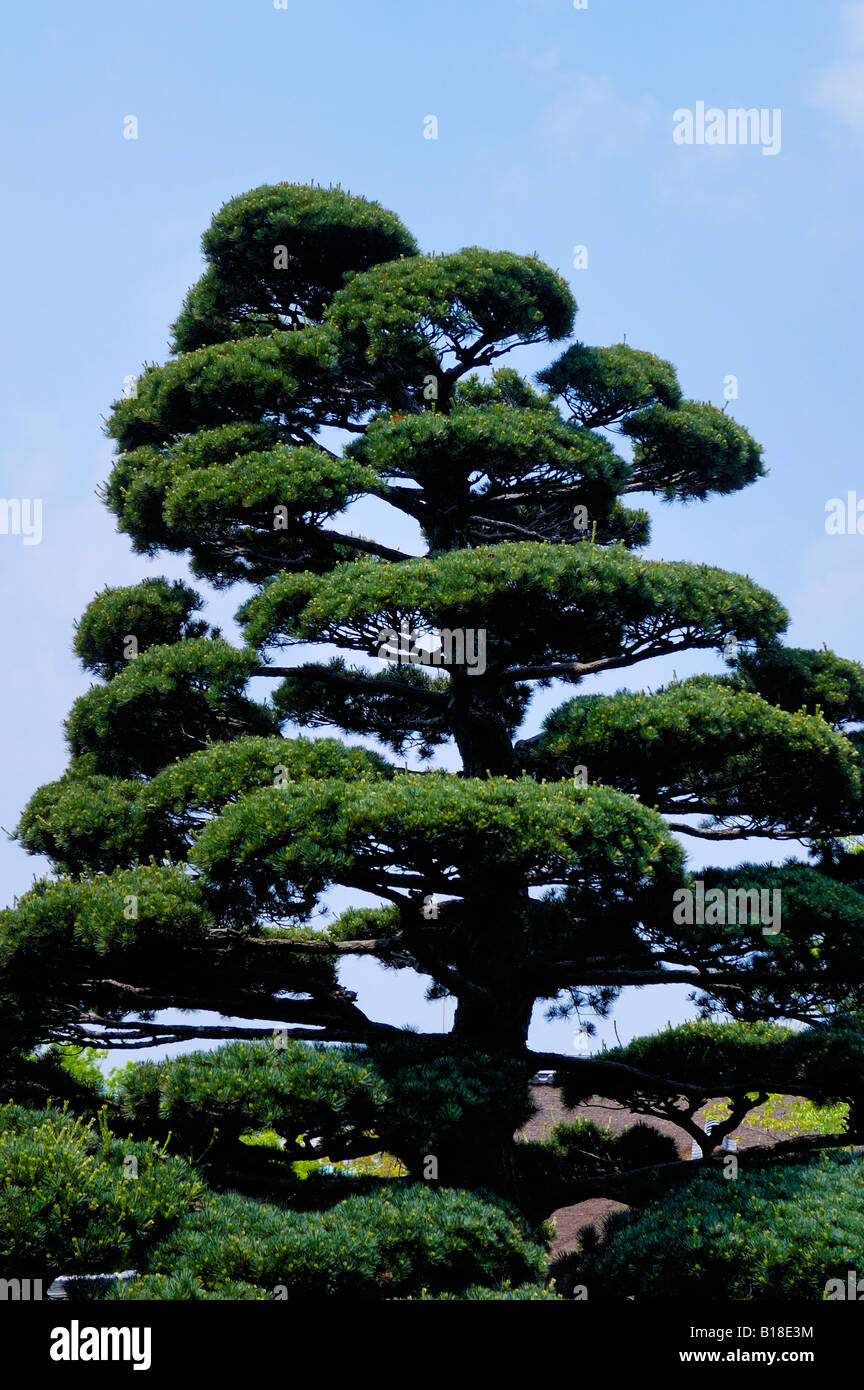 Larch tree in japanese garden Kyoto Japan Stock Photo - Alamy