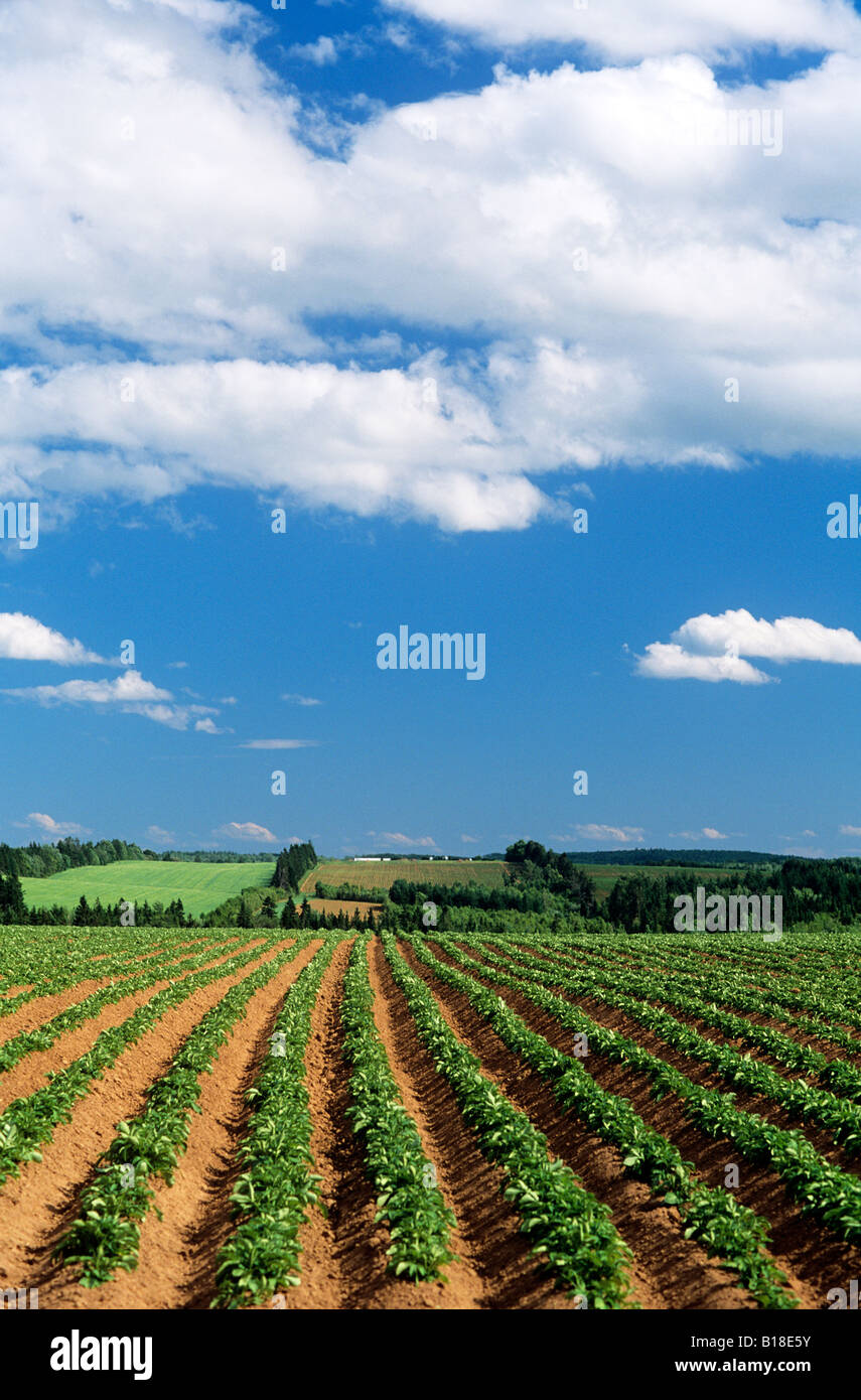 Potato field, Montague, Prince Edward Island, Canada Stock Photo - Alamy