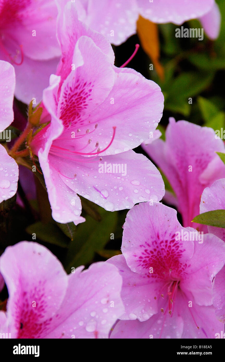 flowers Heian shrine garden Kyoto Japan Stock Photo - Alamy