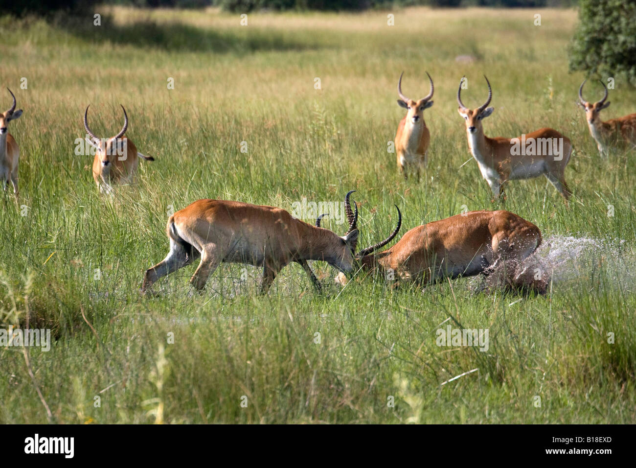 two fighting red lechwe Stock Photo - Alamy