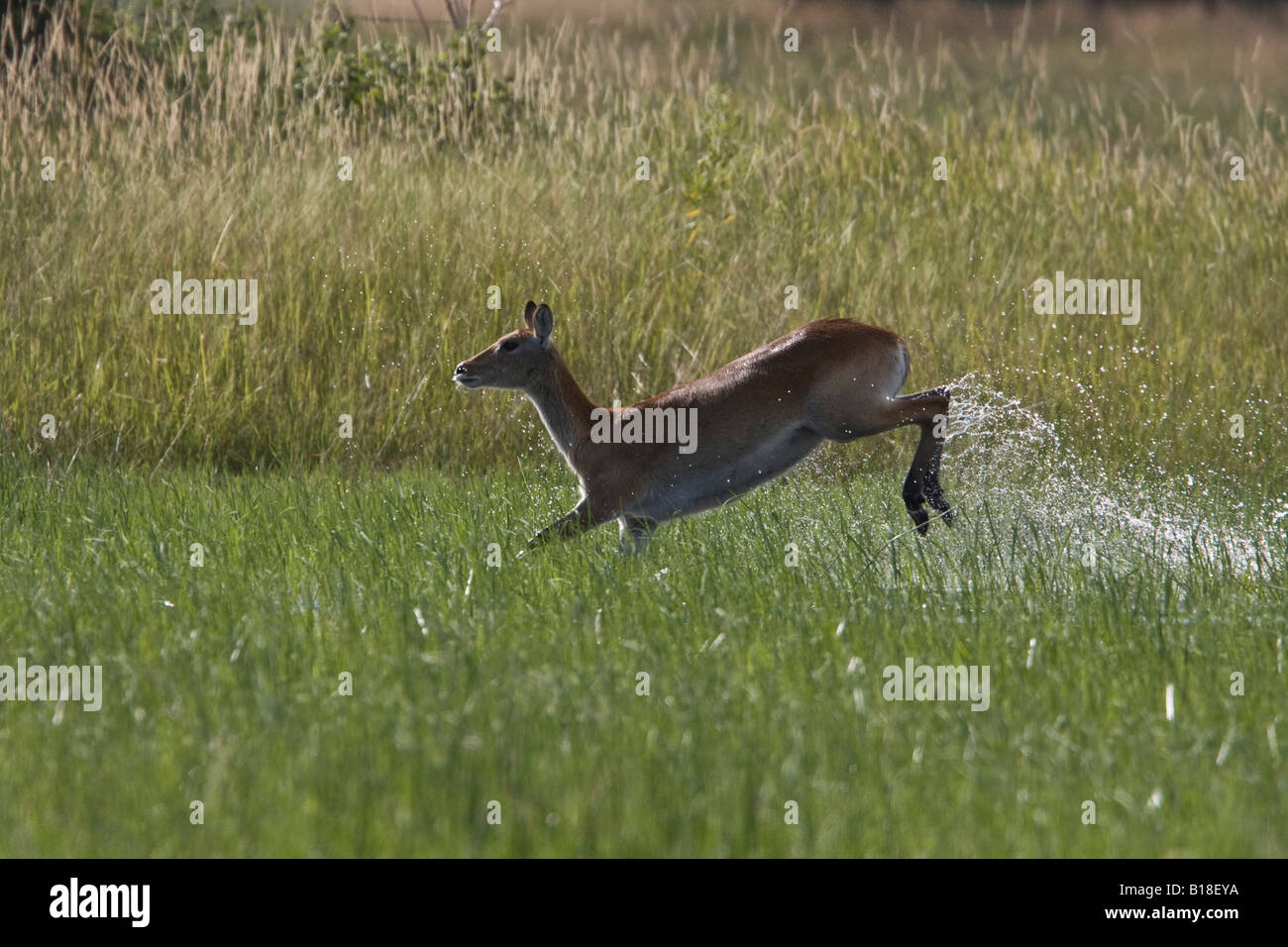 Red Lechwe running through water Stock Photo - Alamy