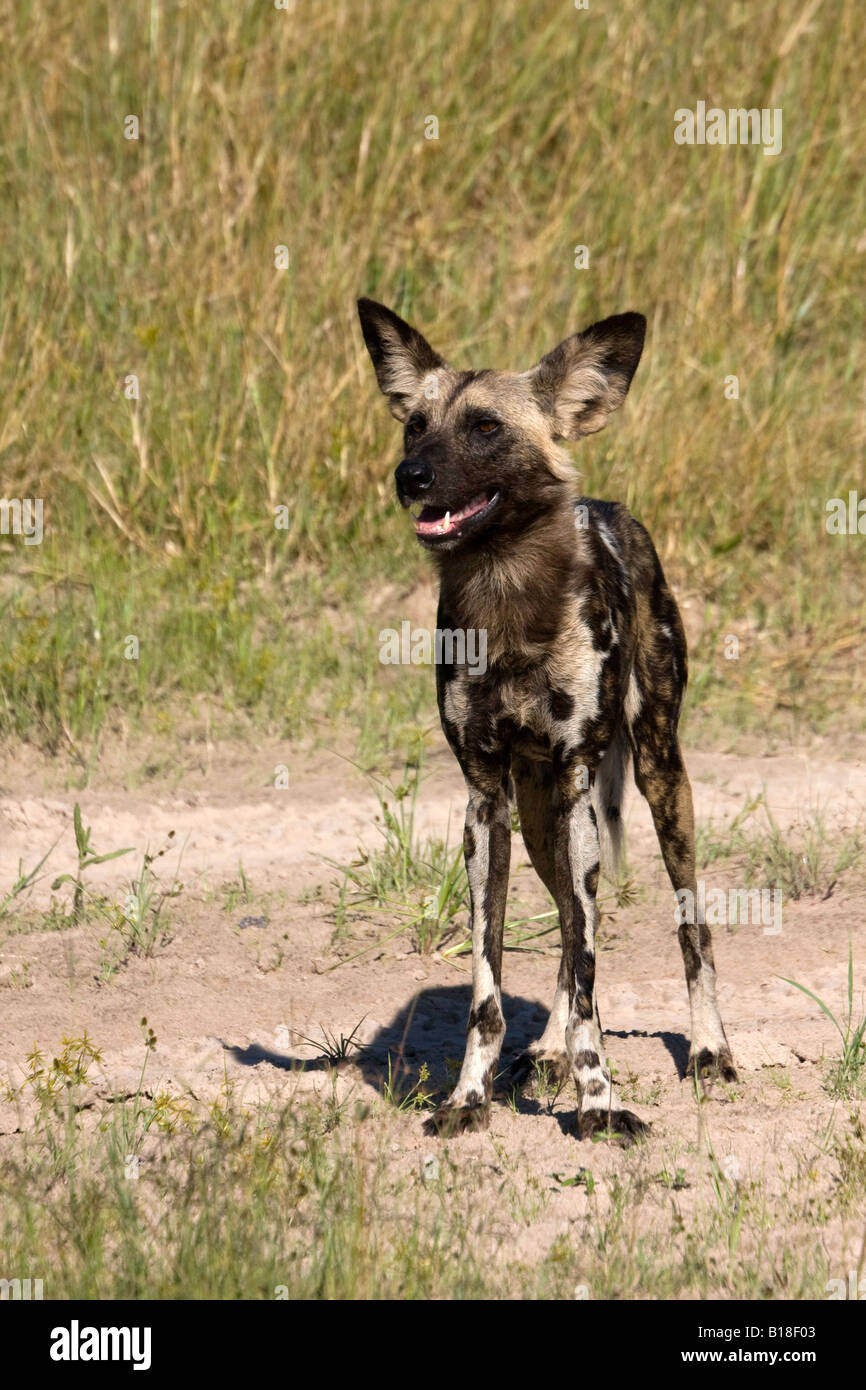 african hunting dog botswana Stock Photo - Alamy