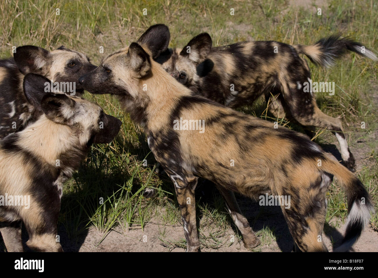 African hunting dogs hi-res stock photography and images - Alamy