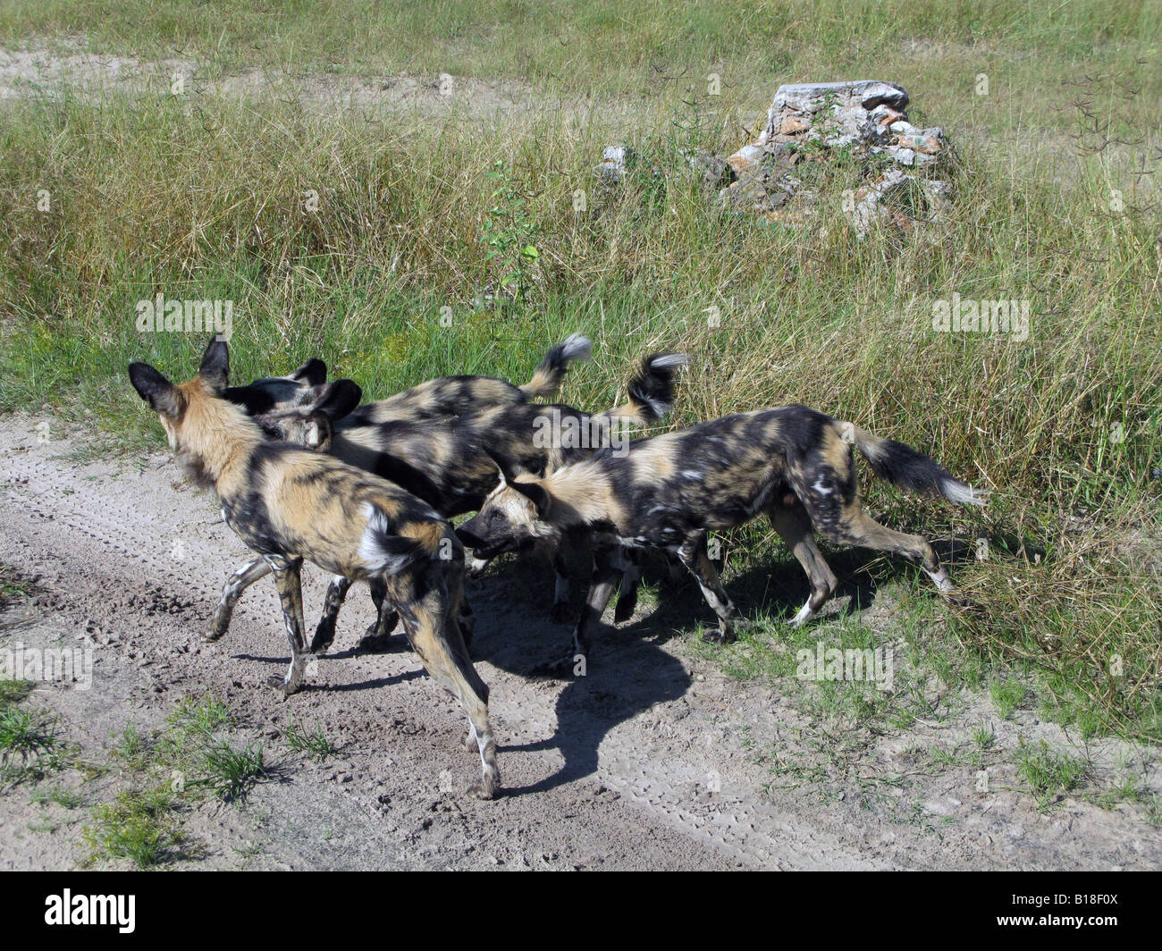 African hunting dogs group around dominant female Stock Photo - Alamy