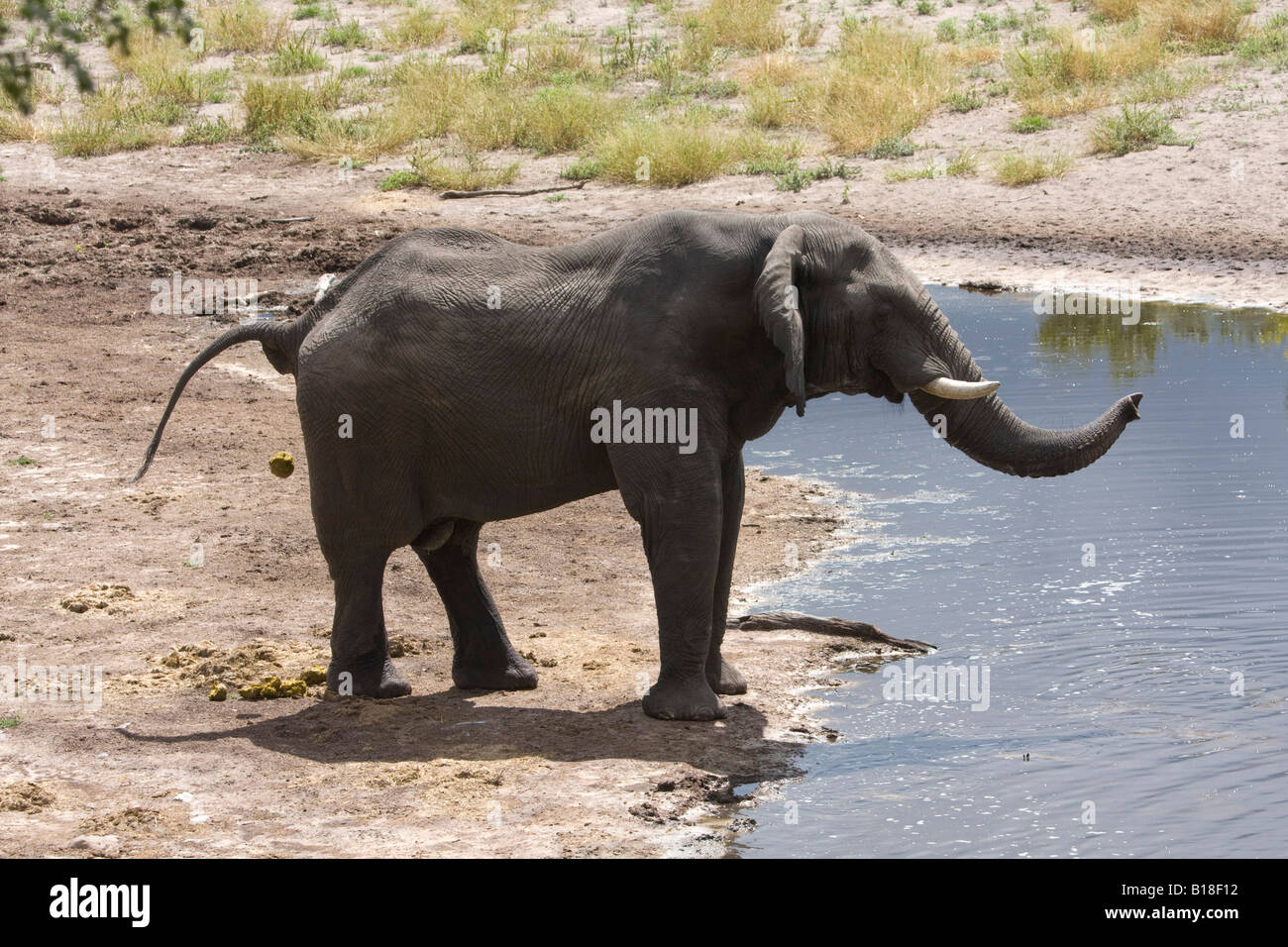 Elephant Poo High Resolution Stock Photography and Images - Alamy