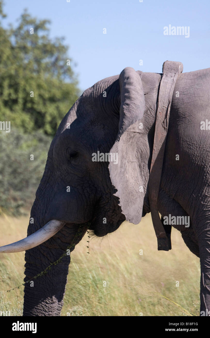 African elephant with radio tracking collar Stock Photo - Alamy
