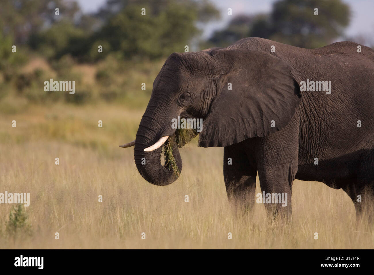 African elephant eating vegitation Stock Photo - Alamy