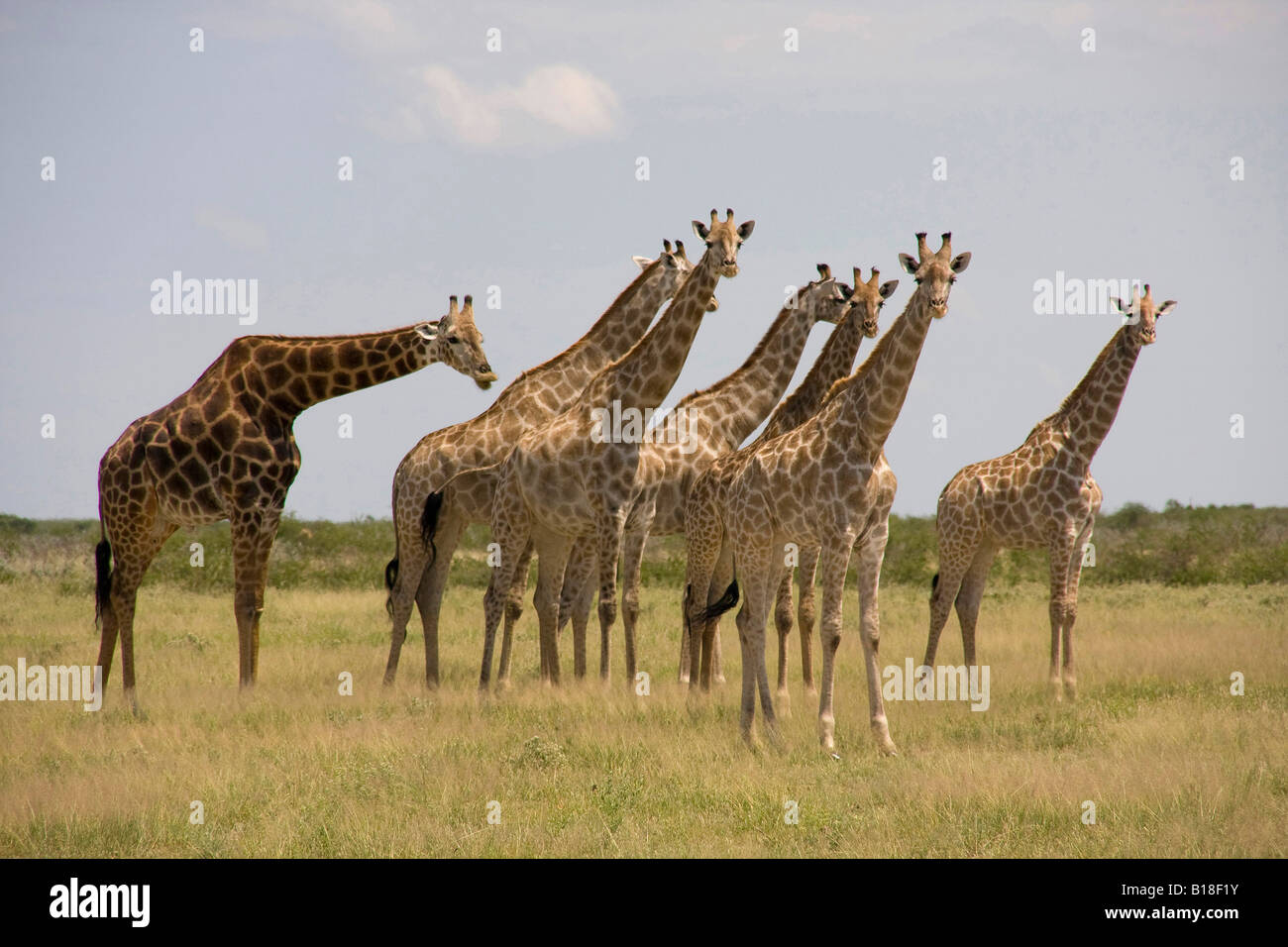 herd of common giraffe Stock Photo - Alamy
