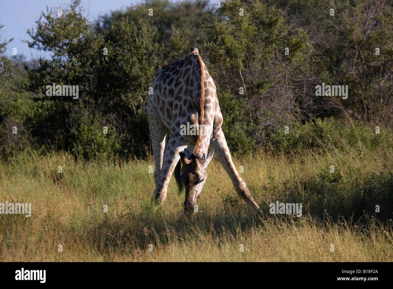 giraffe bending to feed Stock Photo - Alamy