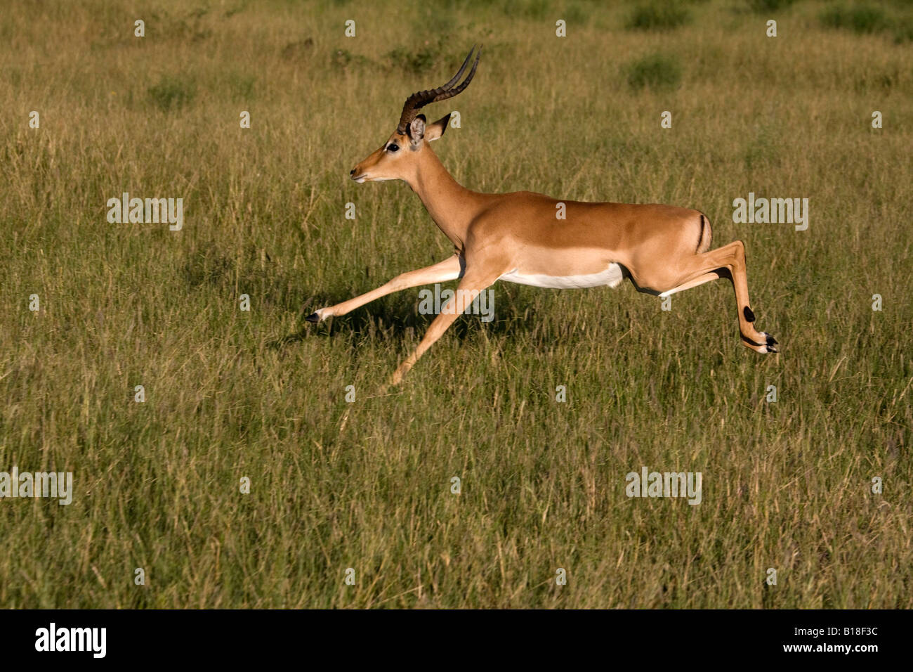 Running male impala Stock Photo - Alamy