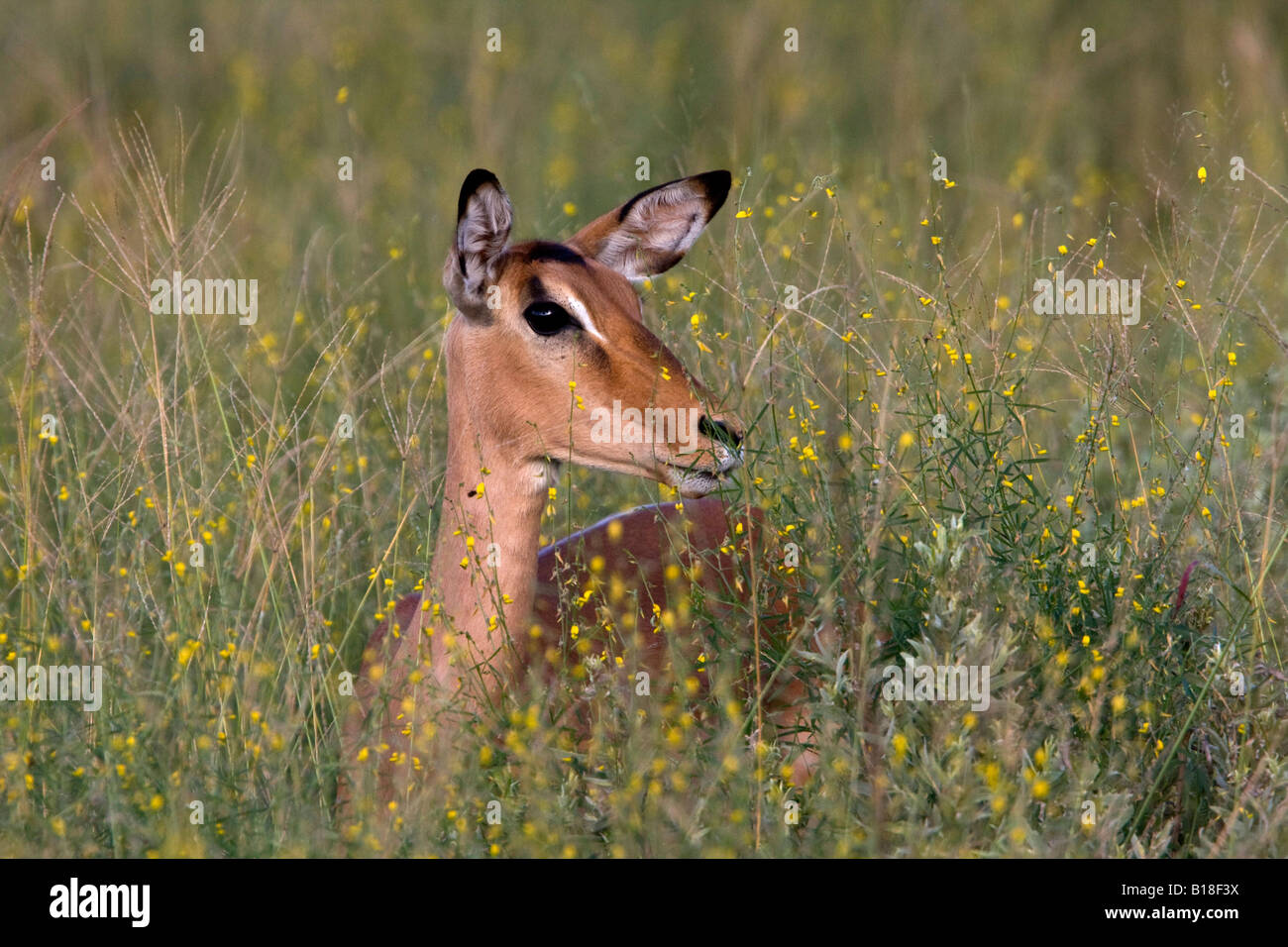 Femalehead hi-res stock photography and images - Alamy