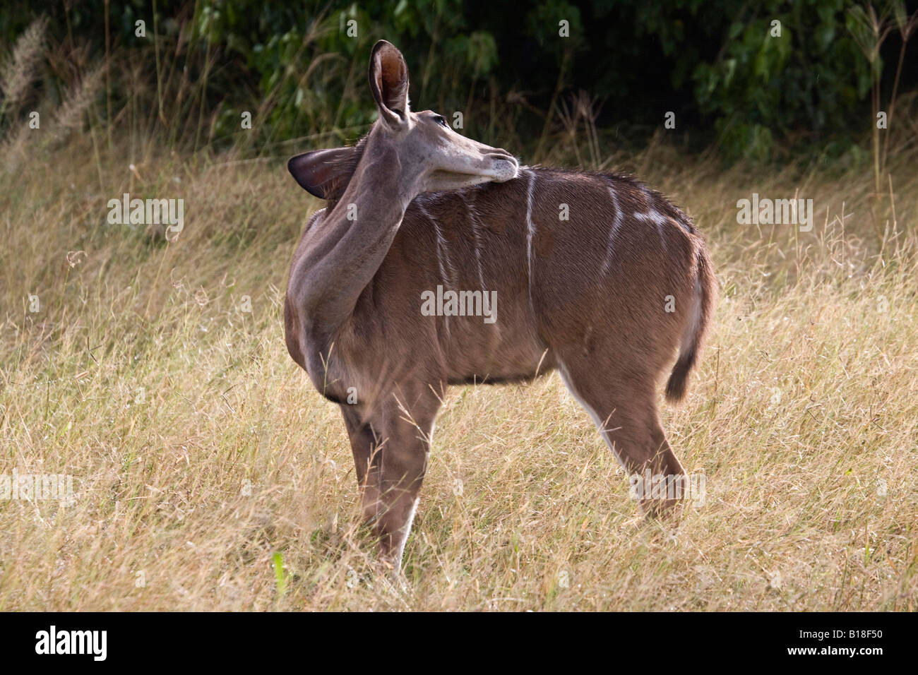 female kudu grooming Botswana Stock Photo - Alamy