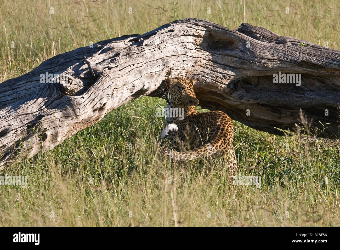 Leopard territory marking Stock Photo - Alamy