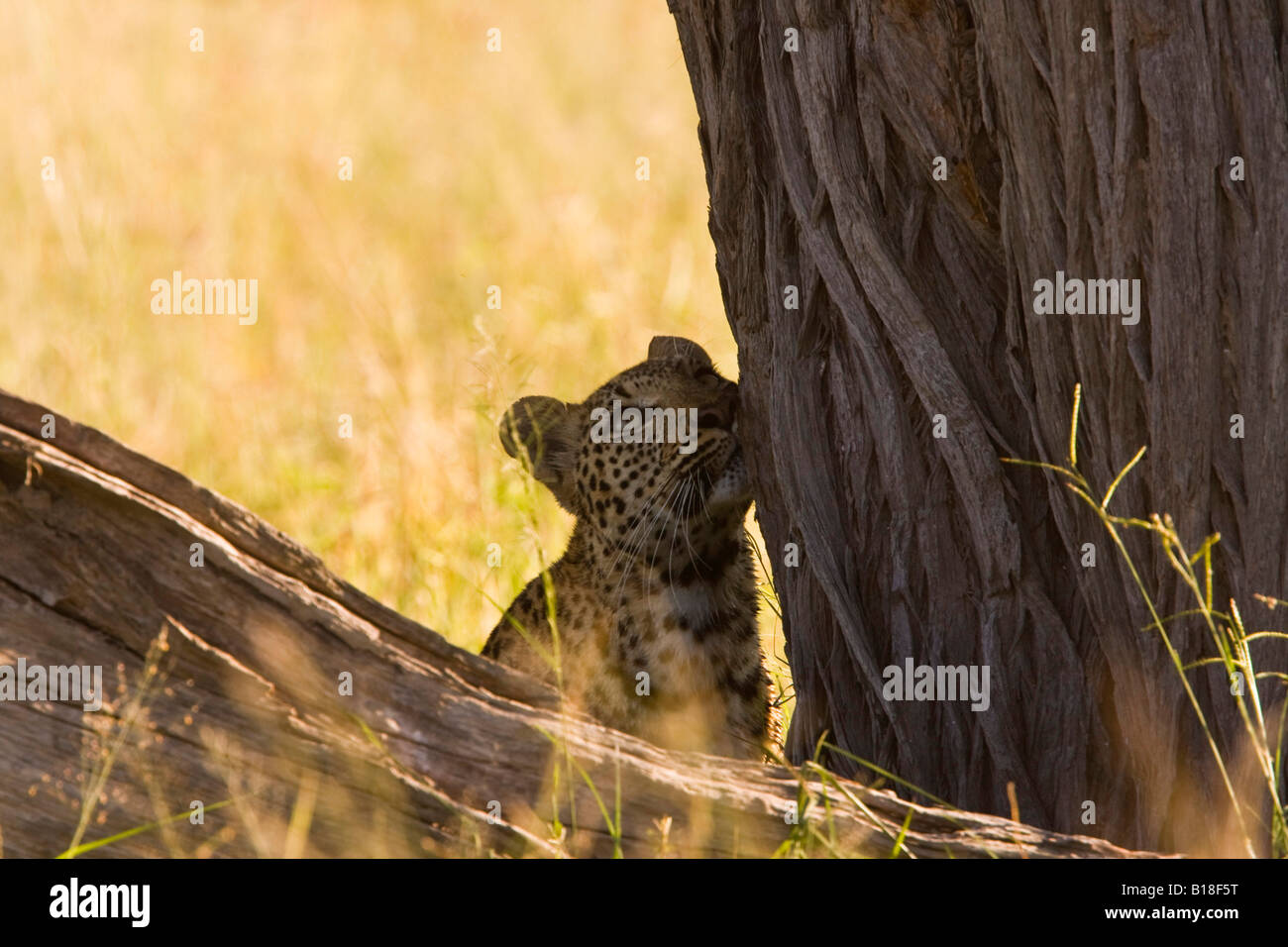 Leopard looks up tree hi-res stock photography and images - Alamy