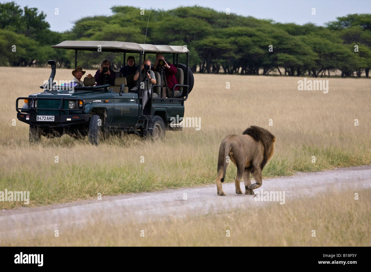 lion walks by tourist vehicle Stock Photo - Alamy