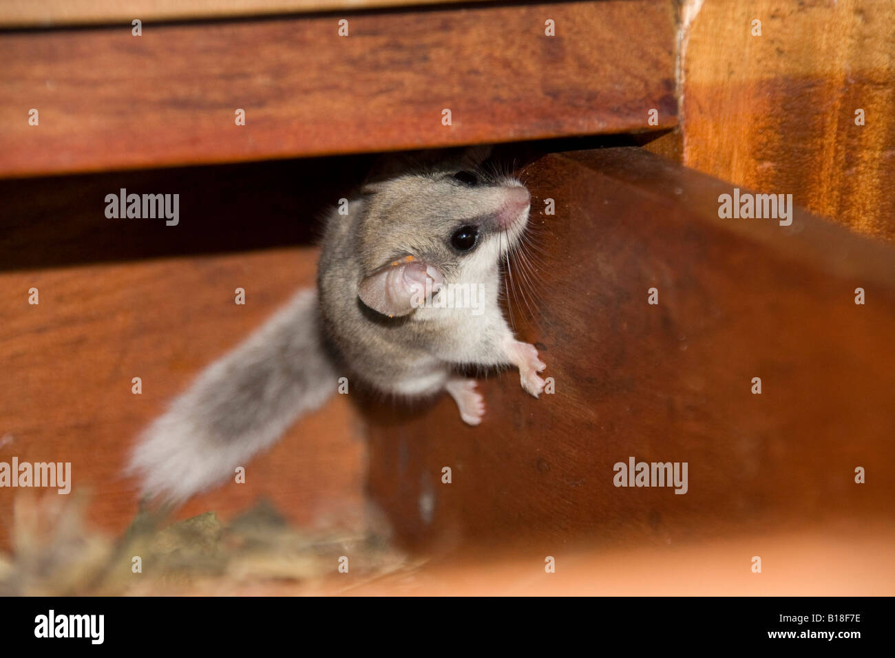 African woodland dormouse graphiurus murinus hi-res stock photography ...