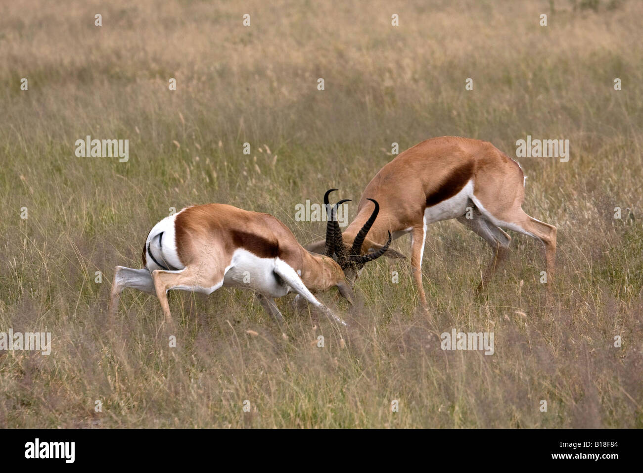 two springbok fighting Stock Photo - Alamy