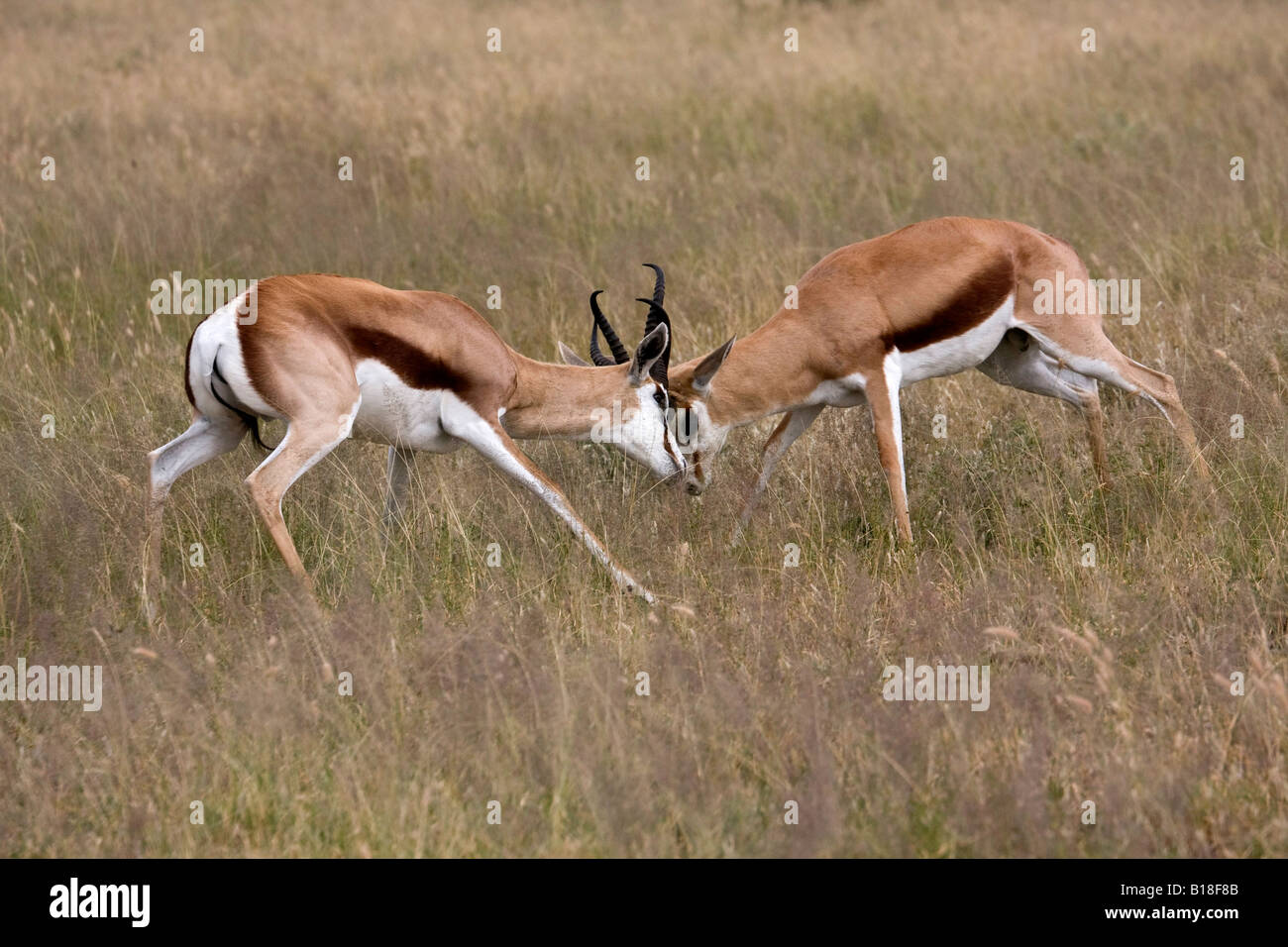two male springbok fighting Stock Photo - Alamy