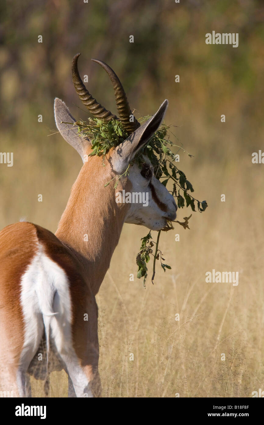 Springbok male with vegitation in horns Stock Photo - Alamy