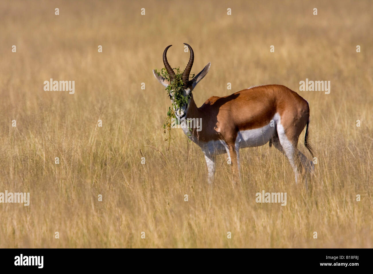 Springbok male with vegitation in horns Stock Photo - Alamy