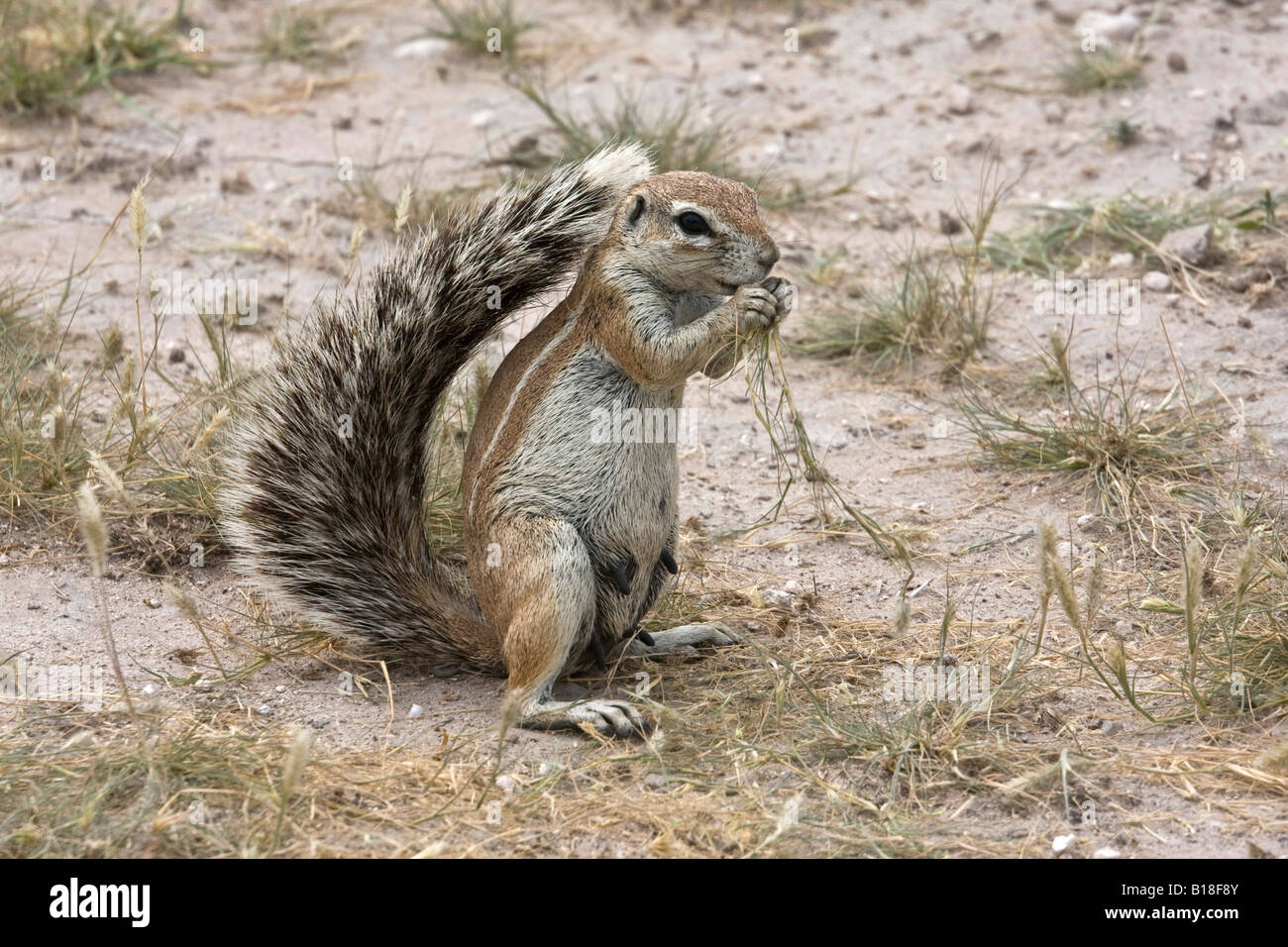 female ground squirrel eating grass Stock Photo - Alamy