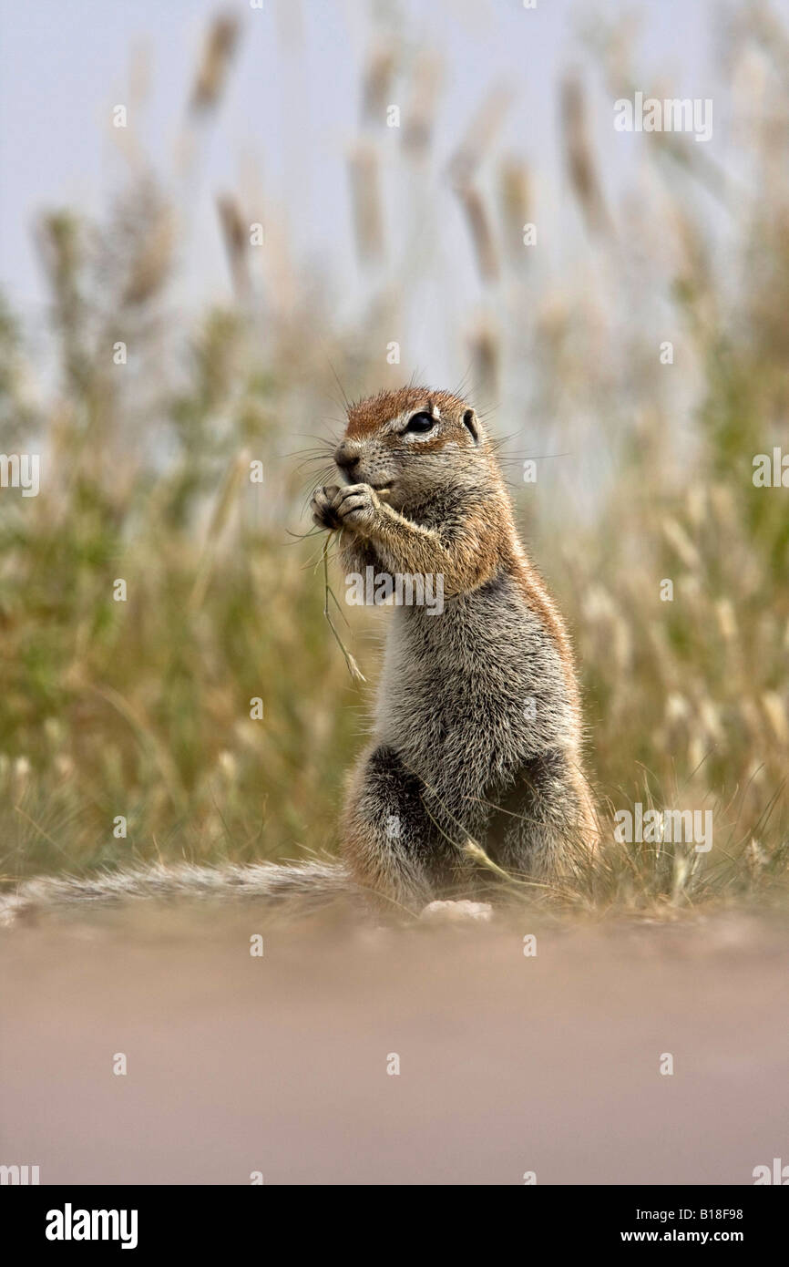 Ground squirrel eating grass Botswana Stock Photo - Alamy