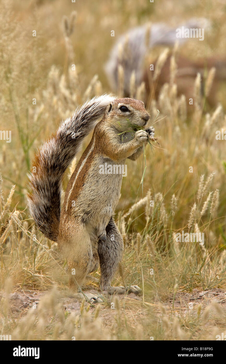 Ground squirrel eating grass Stock Photo - Alamy