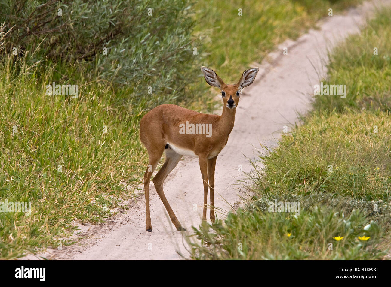 Steinbok Stock Photos & Steinbok Stock Images - Alamy