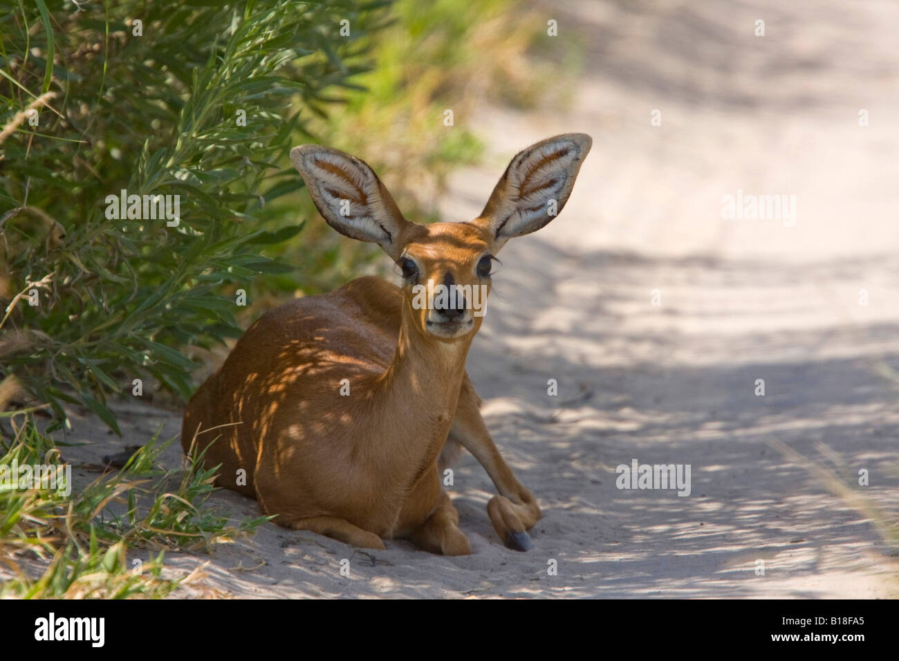 Steinbok hi-res stock photography and images - Alamy