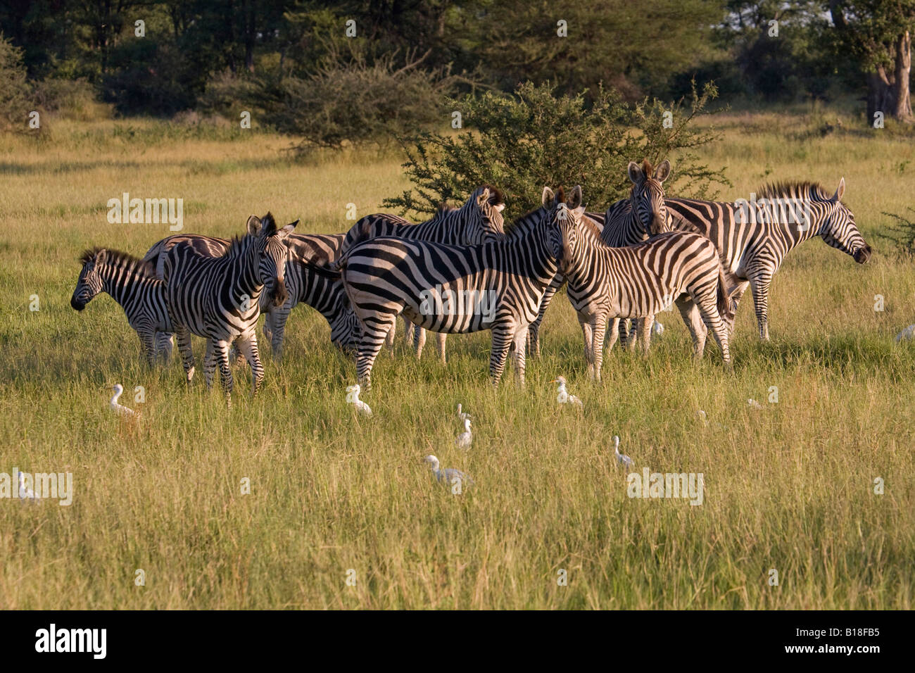 Flock of cattle egrets with burchell s zebra Stock Photo - Alamy