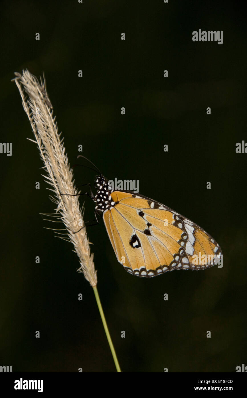 African Monarch butterfly Stock Photo - Alamy
