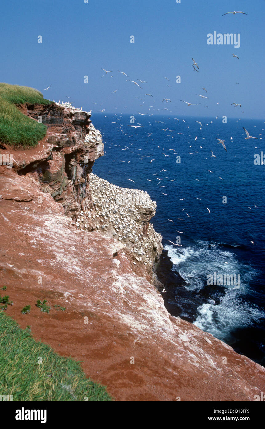 Iles de la madeleine birds hi-res stock photography and images - Alamy