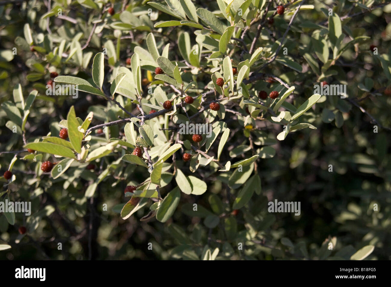Bush raisin hi-res stock photography and images - Alamy