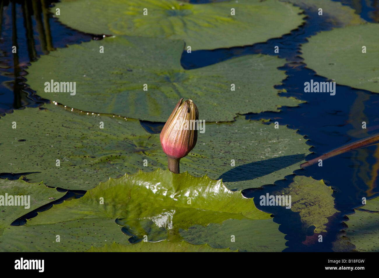 closed water lily flower Stock Photo - Alamy