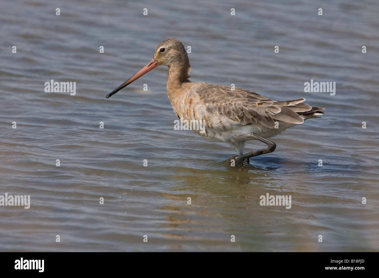 Female Black tailed Godwit coming into summer plumage Minsmere Suffolk ...