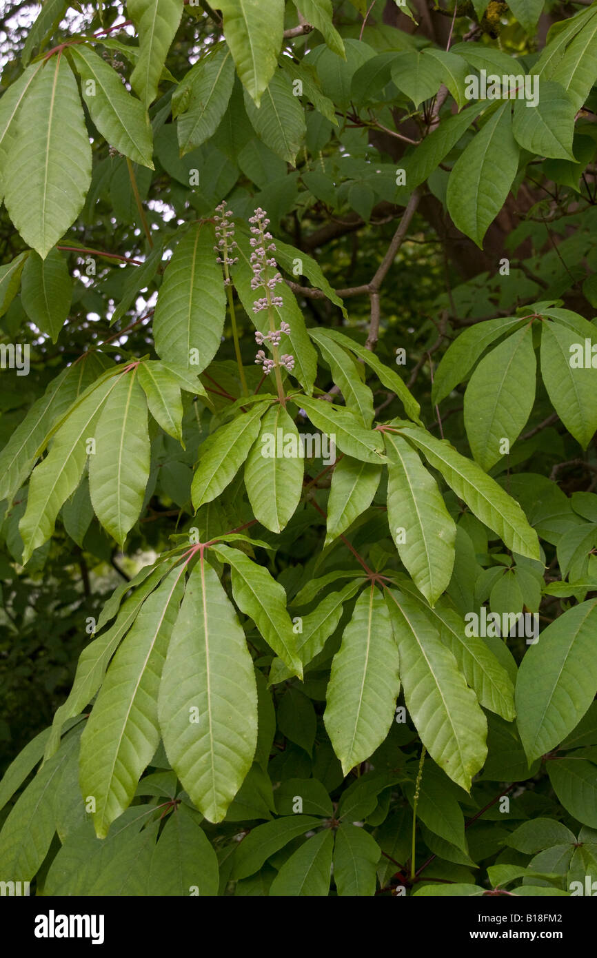 Flowering buds of the Indian horse chestnut Stock Photo - Alamy