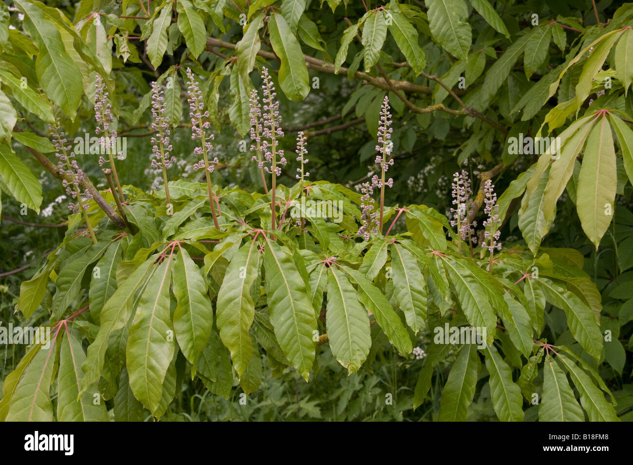 flowering buds of the indian horse chestnut Stock Photo - Alamy
