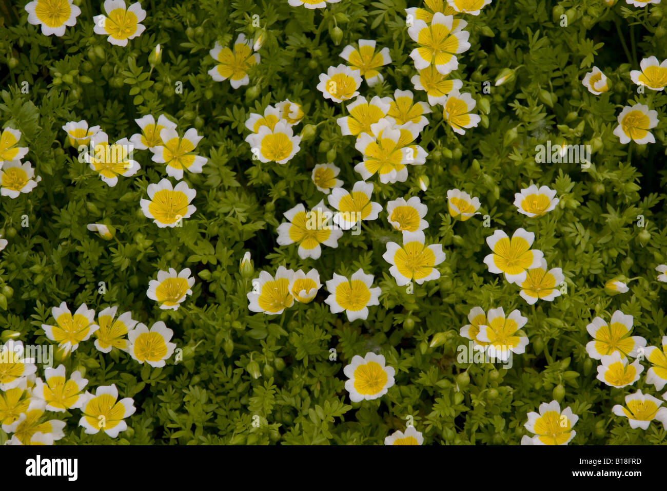 Fried egg plant Stock Photo - Alamy