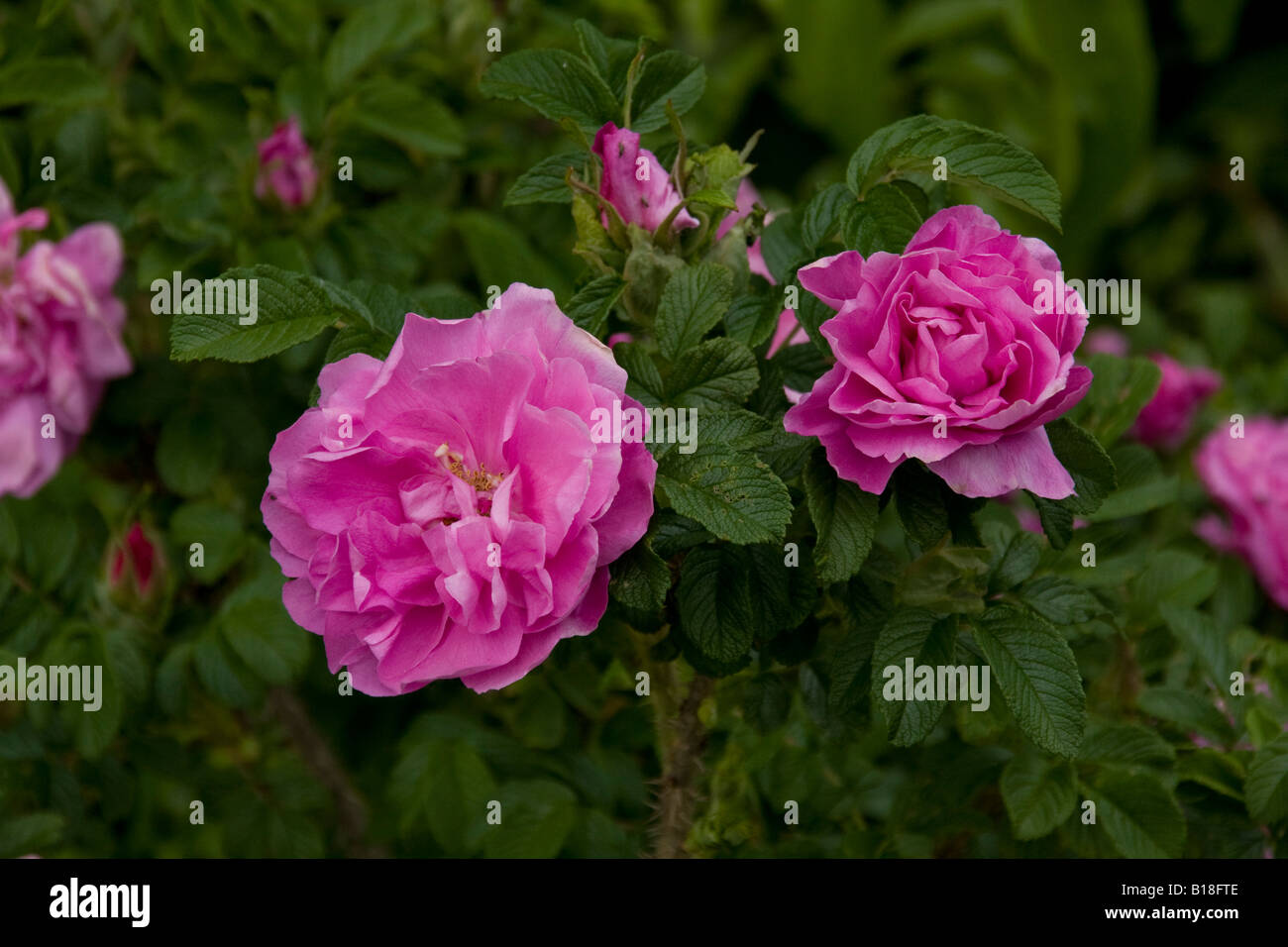 Japanese Rose flower Stock Photo - Alamy