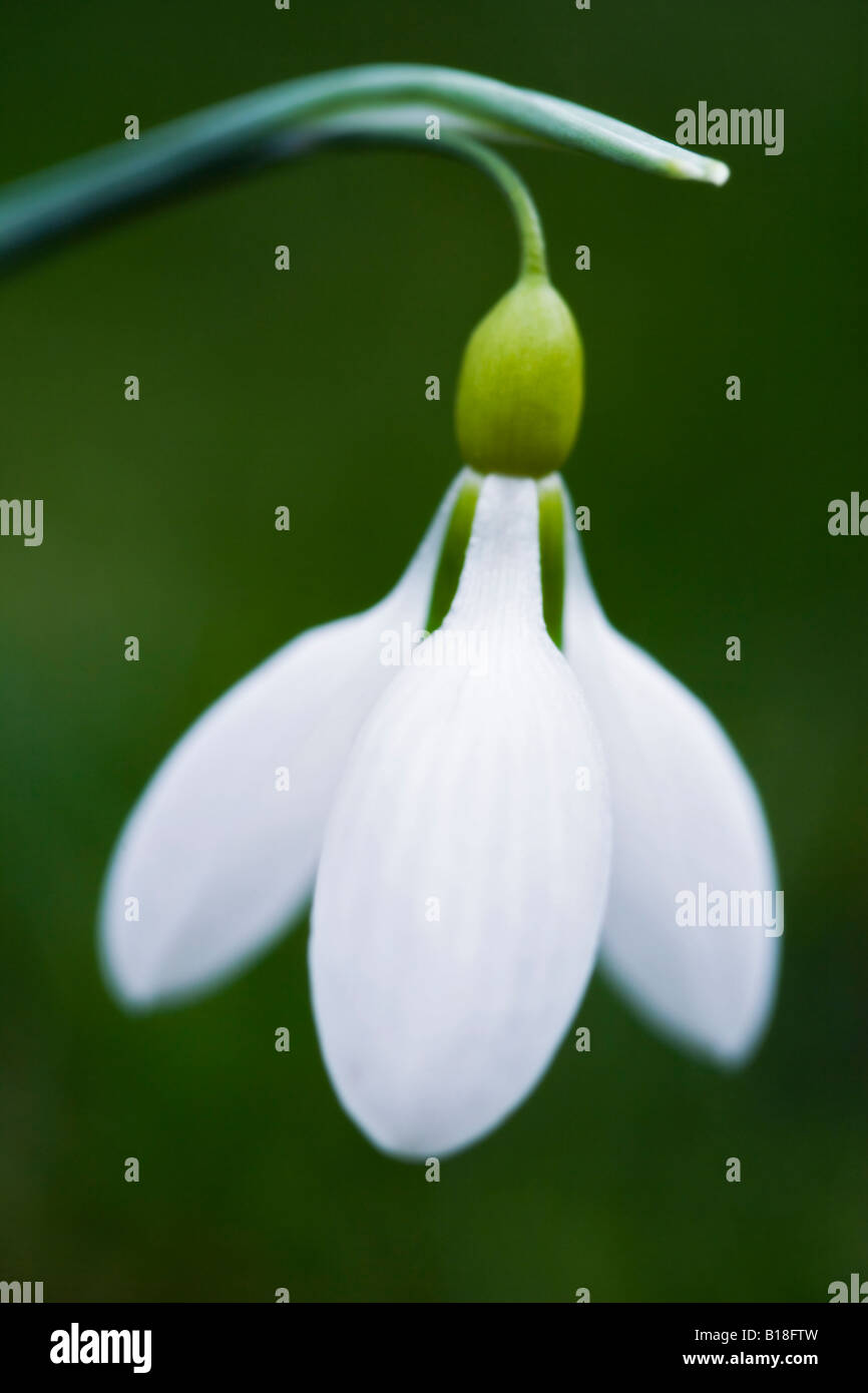 Small snowdrop hi-res stock photography and images - Alamy