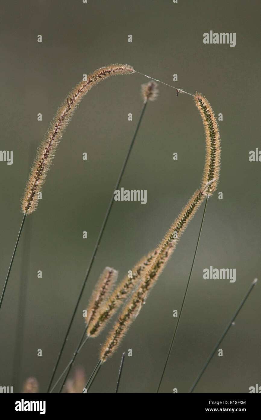 Grass seed head in hi-res stock photography and images - Alamy